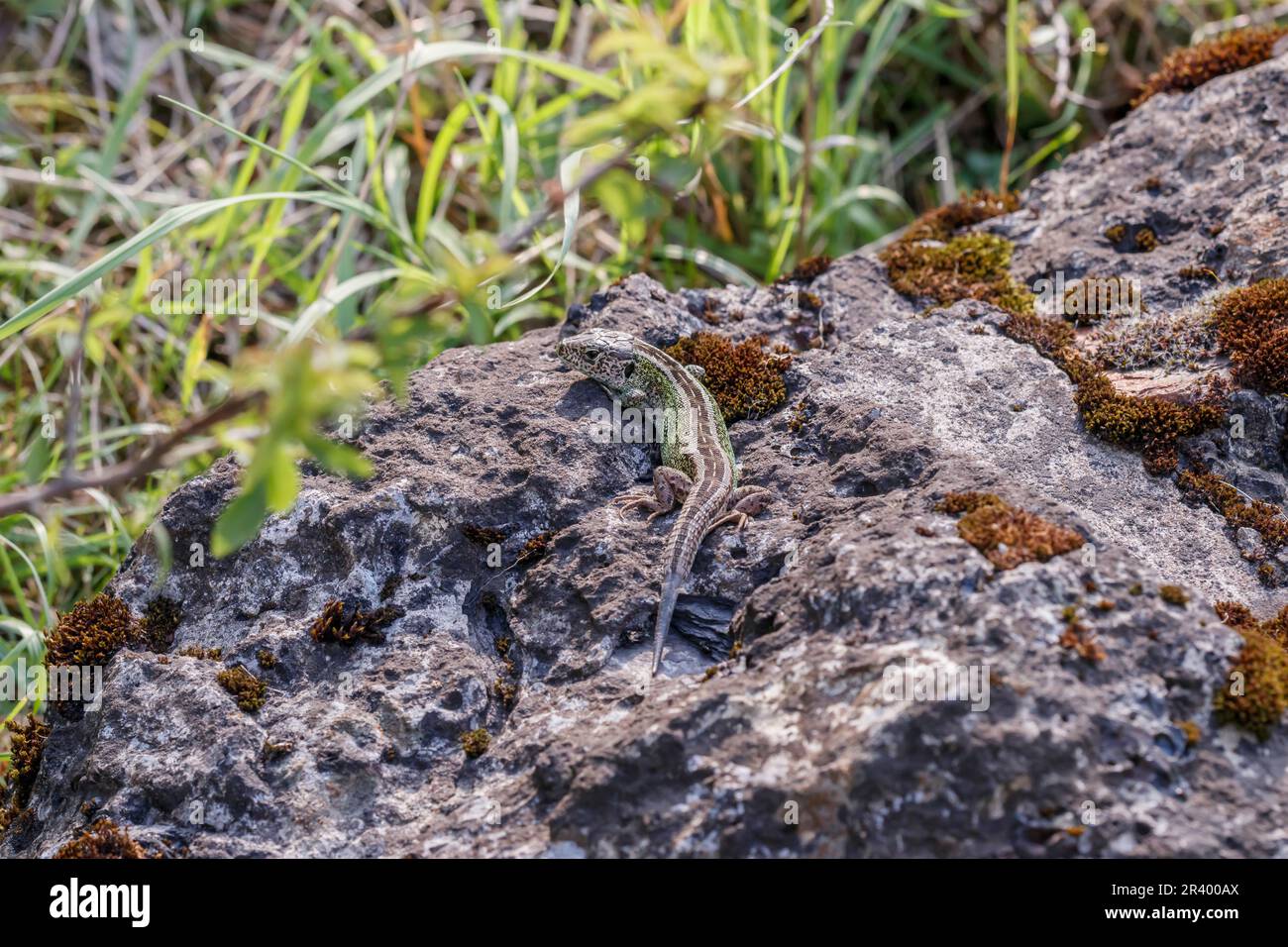 Lacerta agilis, known as Sand lizard from Europe Stock Photo - Alamy