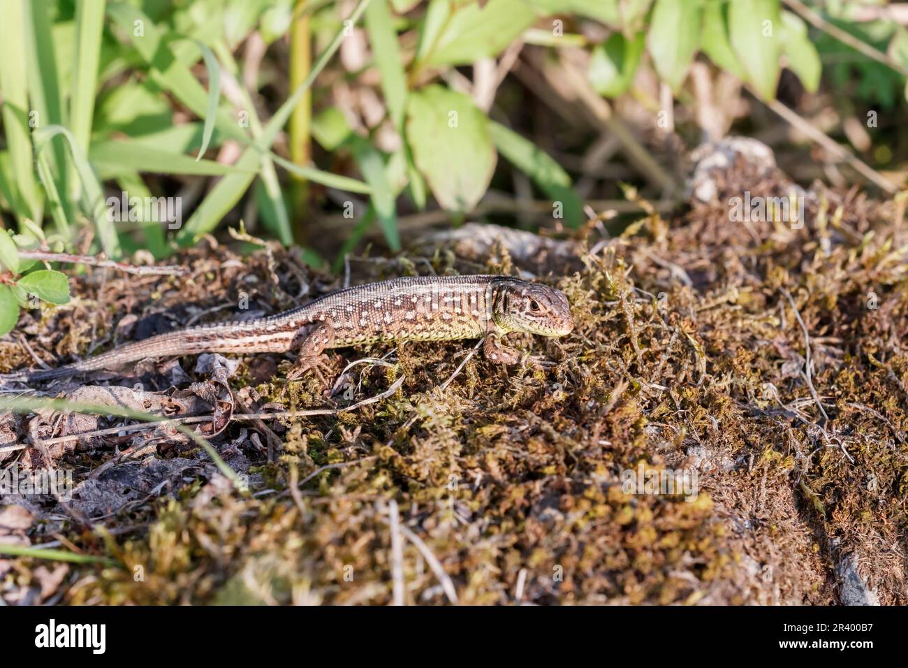 Lizards of europe hi-res stock photography and images - Alamy