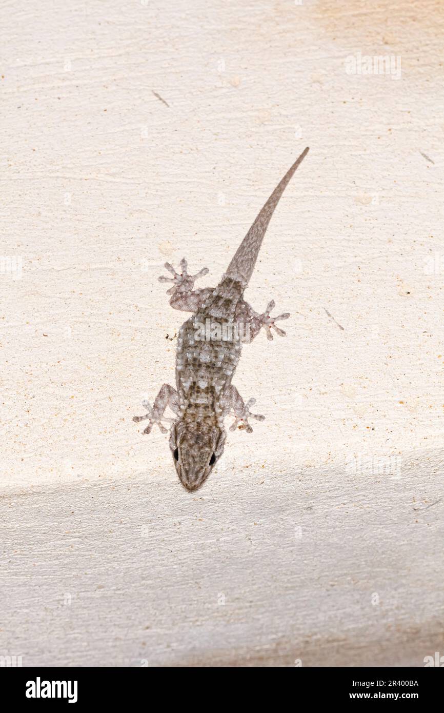 Tarentola mauritanica, known as Moorish gecko, European common gecko ...