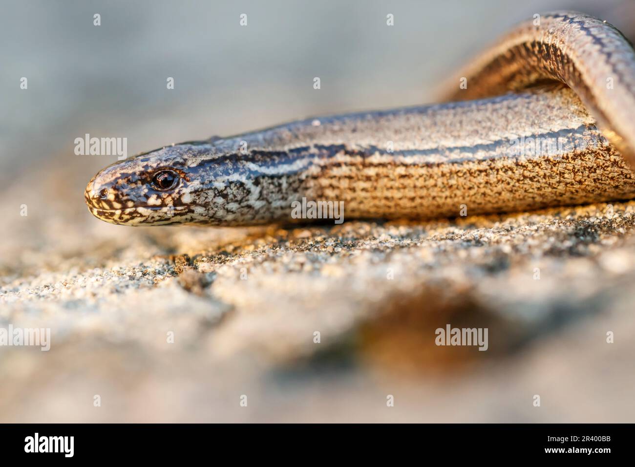 Anguis fragilis, known as Blindworm, Blind worm, Slowworm, Slow worm ...