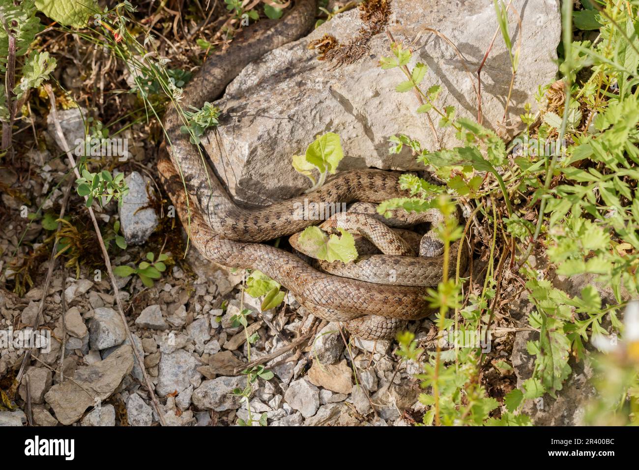 Coronella austriaca, known as the Smooth snake from Germany Stock Photo ...