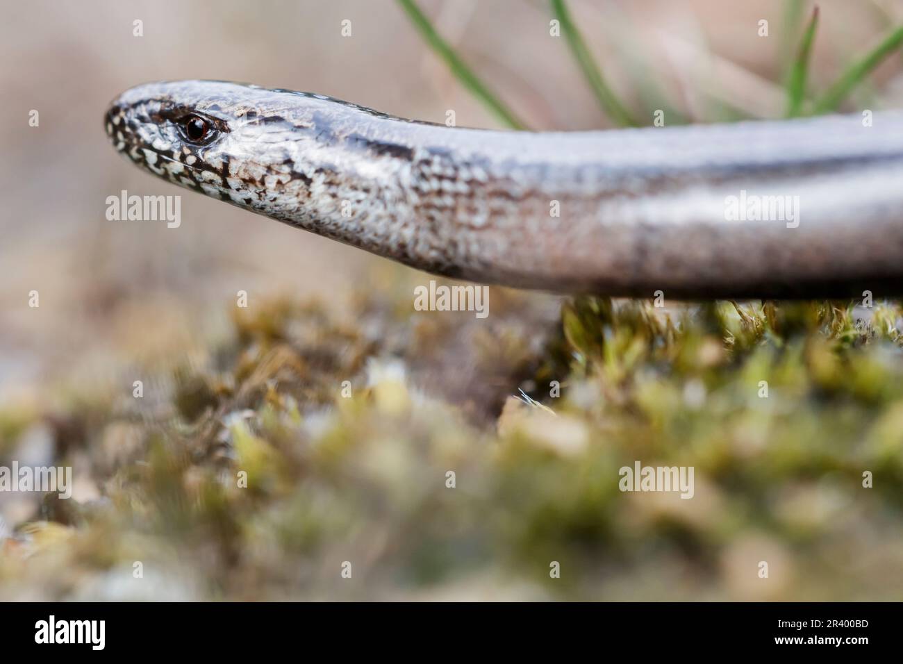 Anguis fragilis, known as Blindworm, Blind worm, Slowworm, Slow worm ...