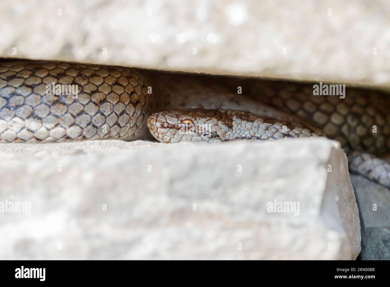 Coronella austriaca, known as the Smooth snake from Germany Stock Photo ...