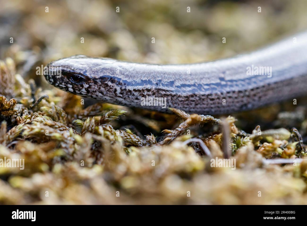 Anguis fragilis, known as Blindworm, Blind worm, Slowworm, Slow worm ...