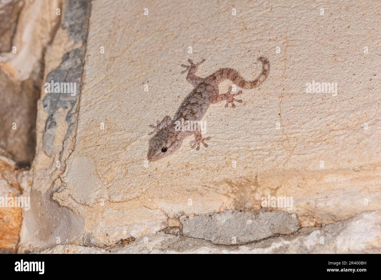 Tarentola mauritanica, known as Moorish gecko, European common gecko ...