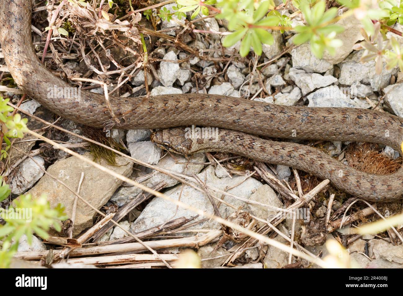 Coronella austriaca, known as the Smooth snake from Germany Stock Photo ...