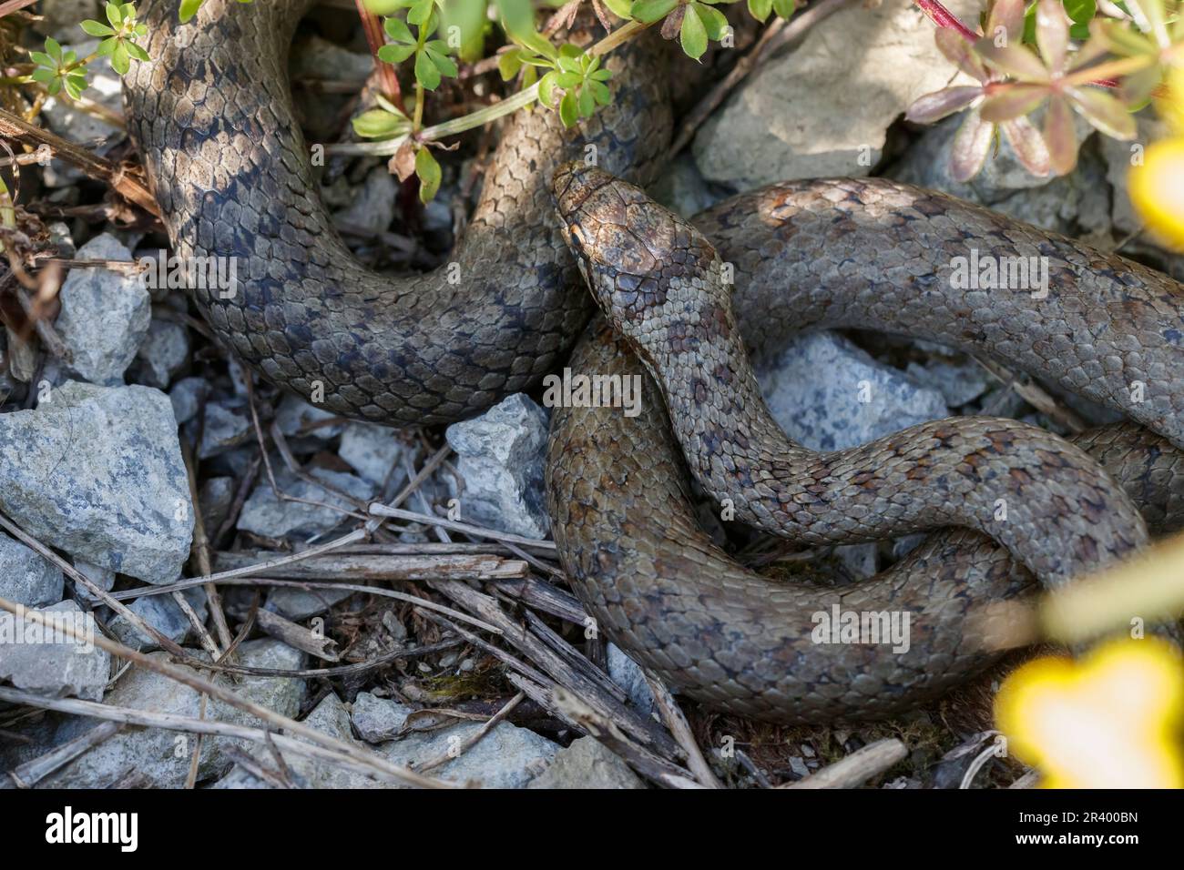 Coronella austriaca, known as the Smooth snake from Germany Stock Photo ...