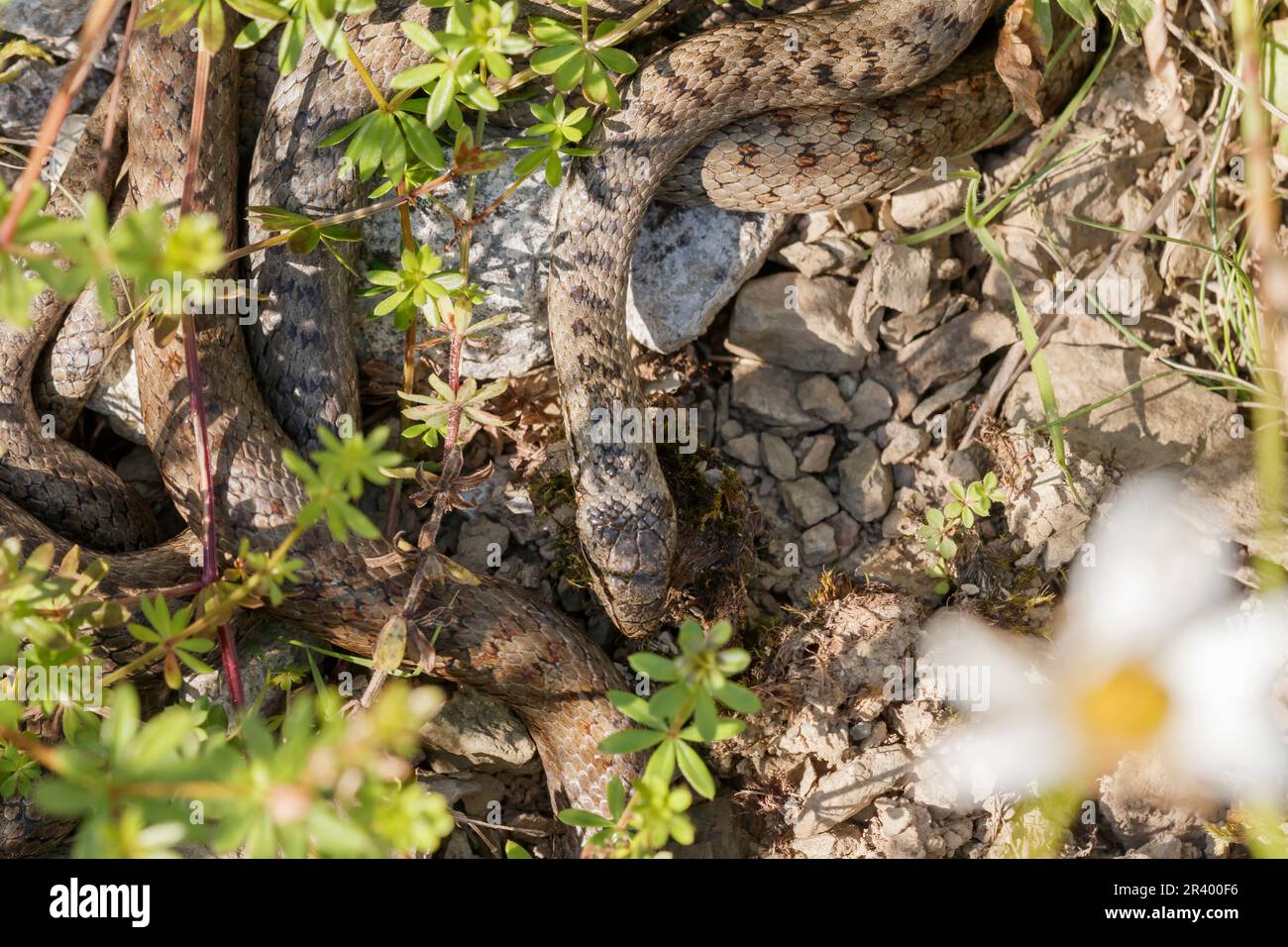 Coronella austriaca, known as the Smooth snake from Germany Stock Photo ...