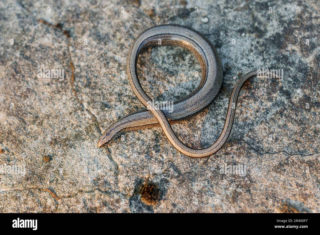 Anguis fragilis, known as Blindworm, Blind worm, Slowworm, Slow worm ...