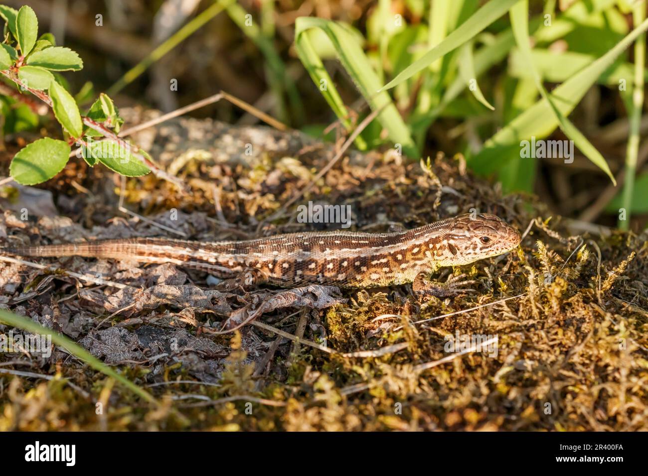 Lacerta agilis, known as Sand lizard from Europe Stock Photo - Alamy