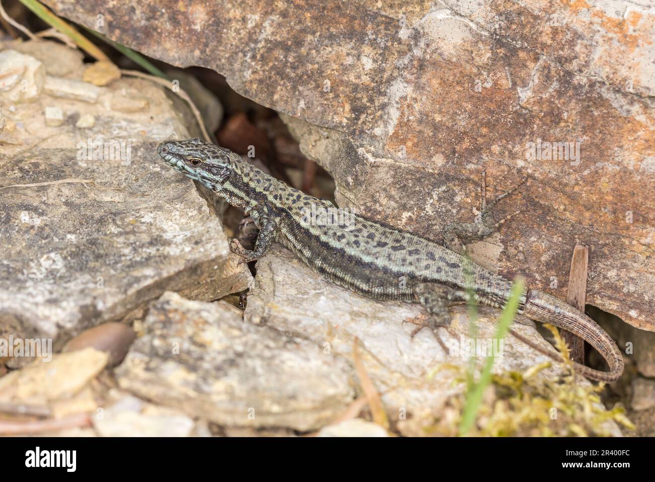Podarcis muralis brongniardii, known as the Common wall lizard ...