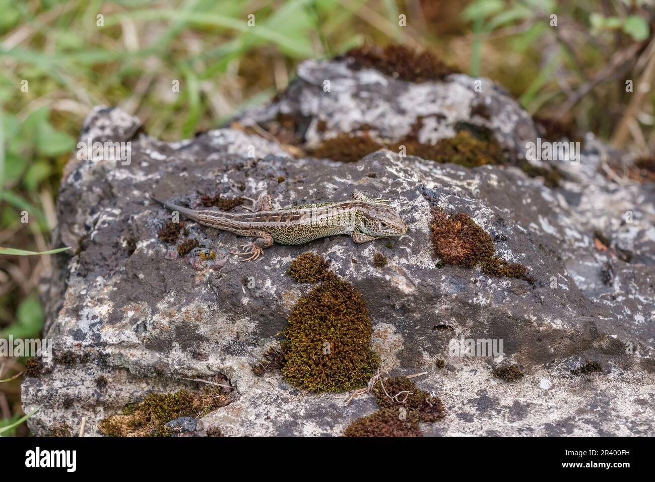 Lacerta agilis, known as Sand lizard from Europe Stock Photo - Alamy