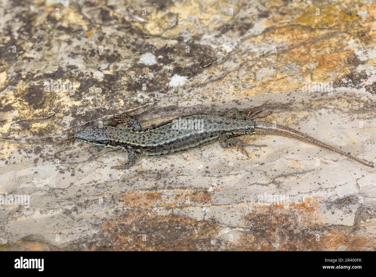 Podarcis muralis brongniardii, known as the Common wall lizard ...