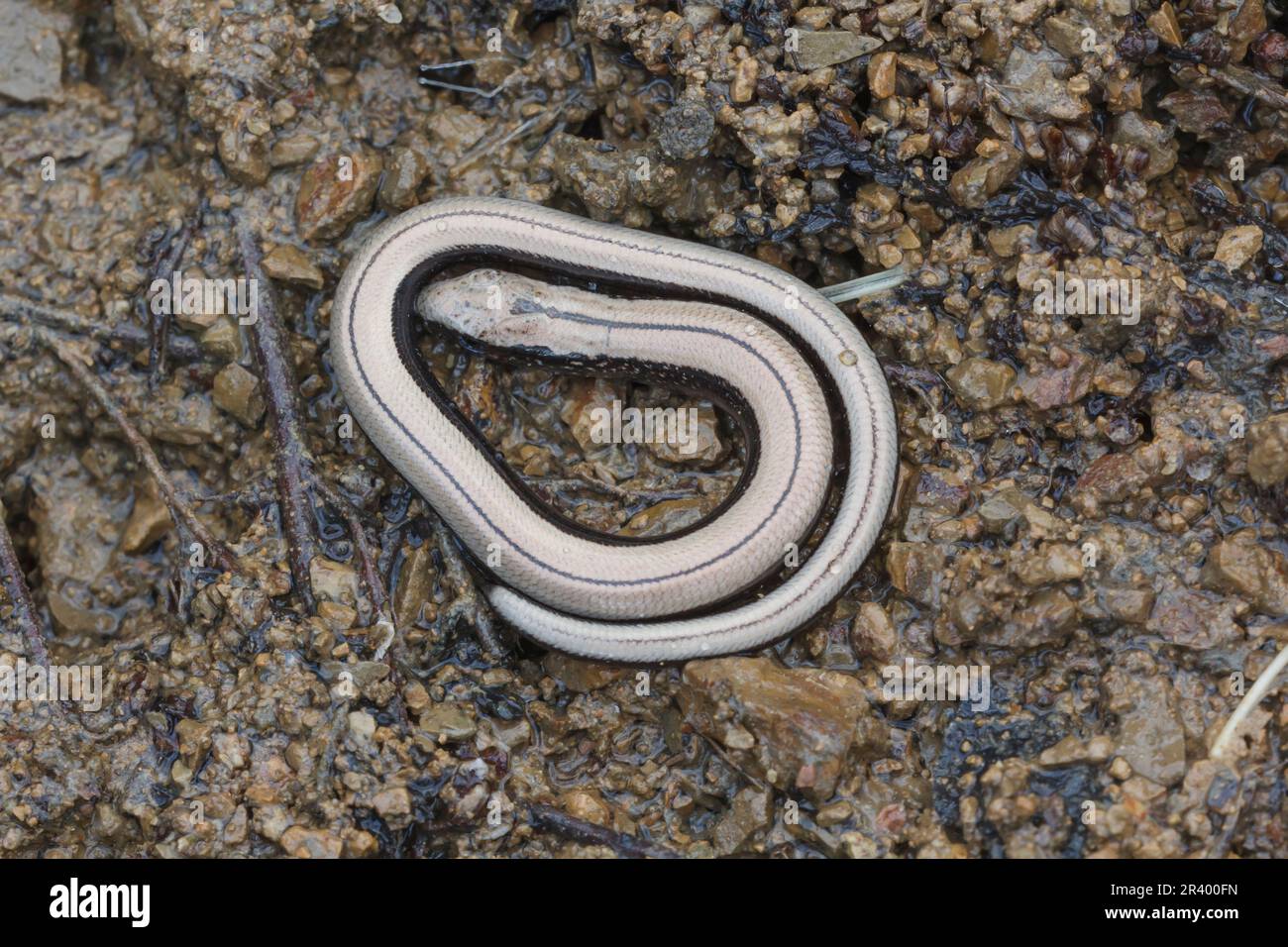 Anguis fragilis, known as Blindworm, Blind worm, Slowworm, Slow worm ...