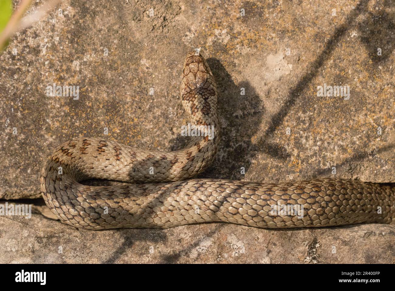 Coronella austriaca, known as the Smooth snake from Germany Stock Photo ...