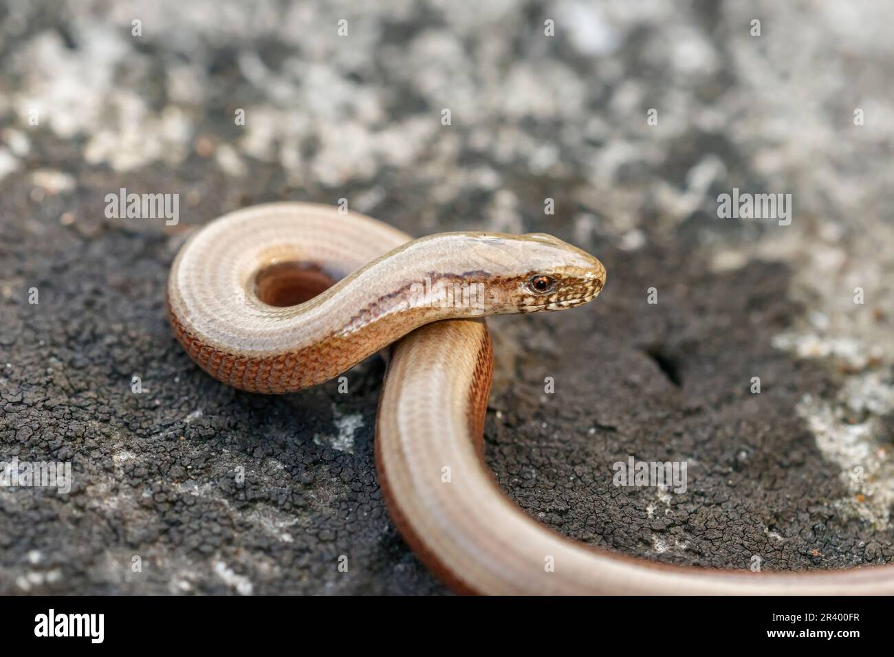 Anguis fragilis, known as Blindworm, Blind worm, Slowworm, Slow worm ...