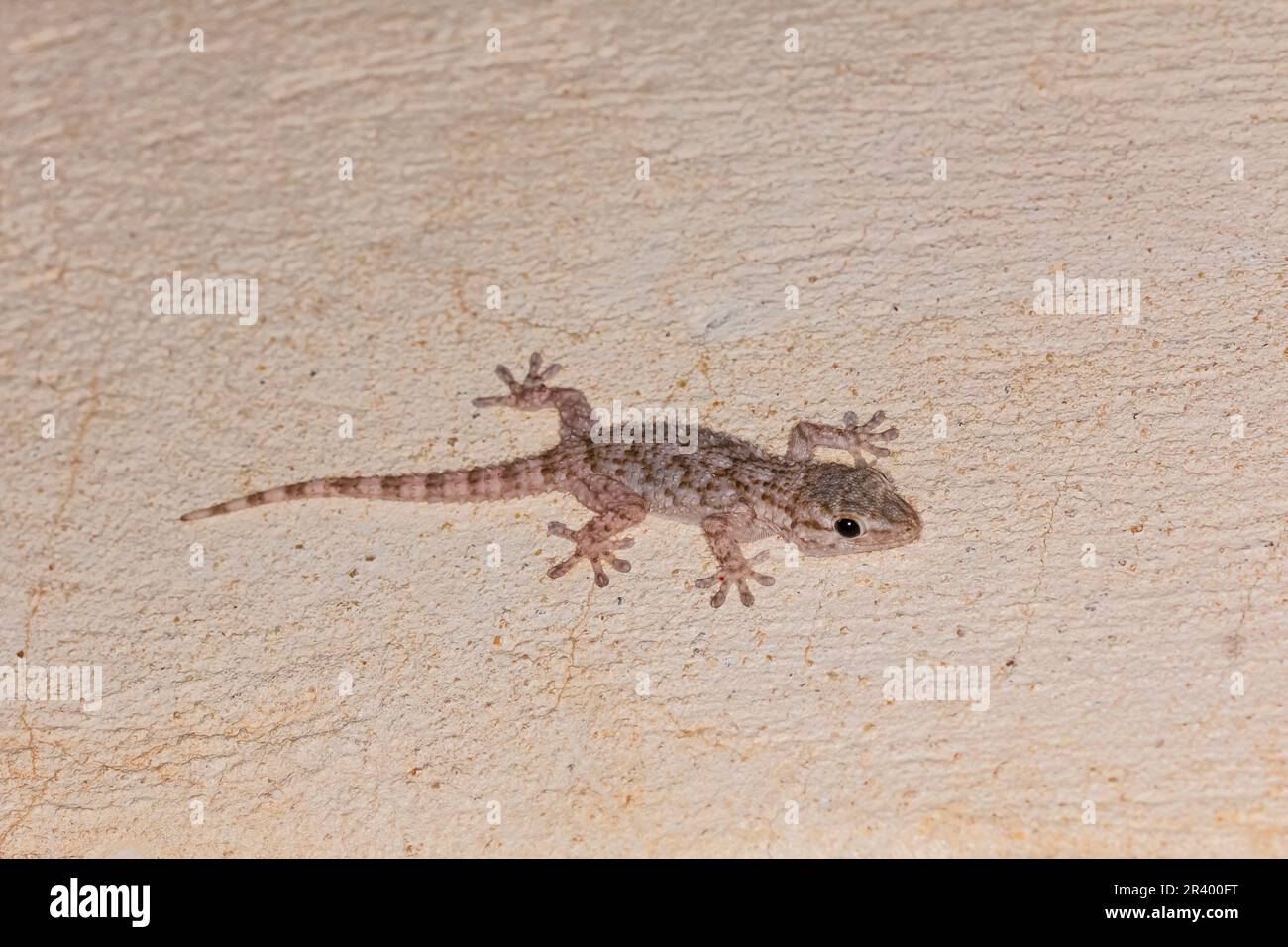 Tarentola mauritanica, known as Moorish gecko, European common gecko ...
