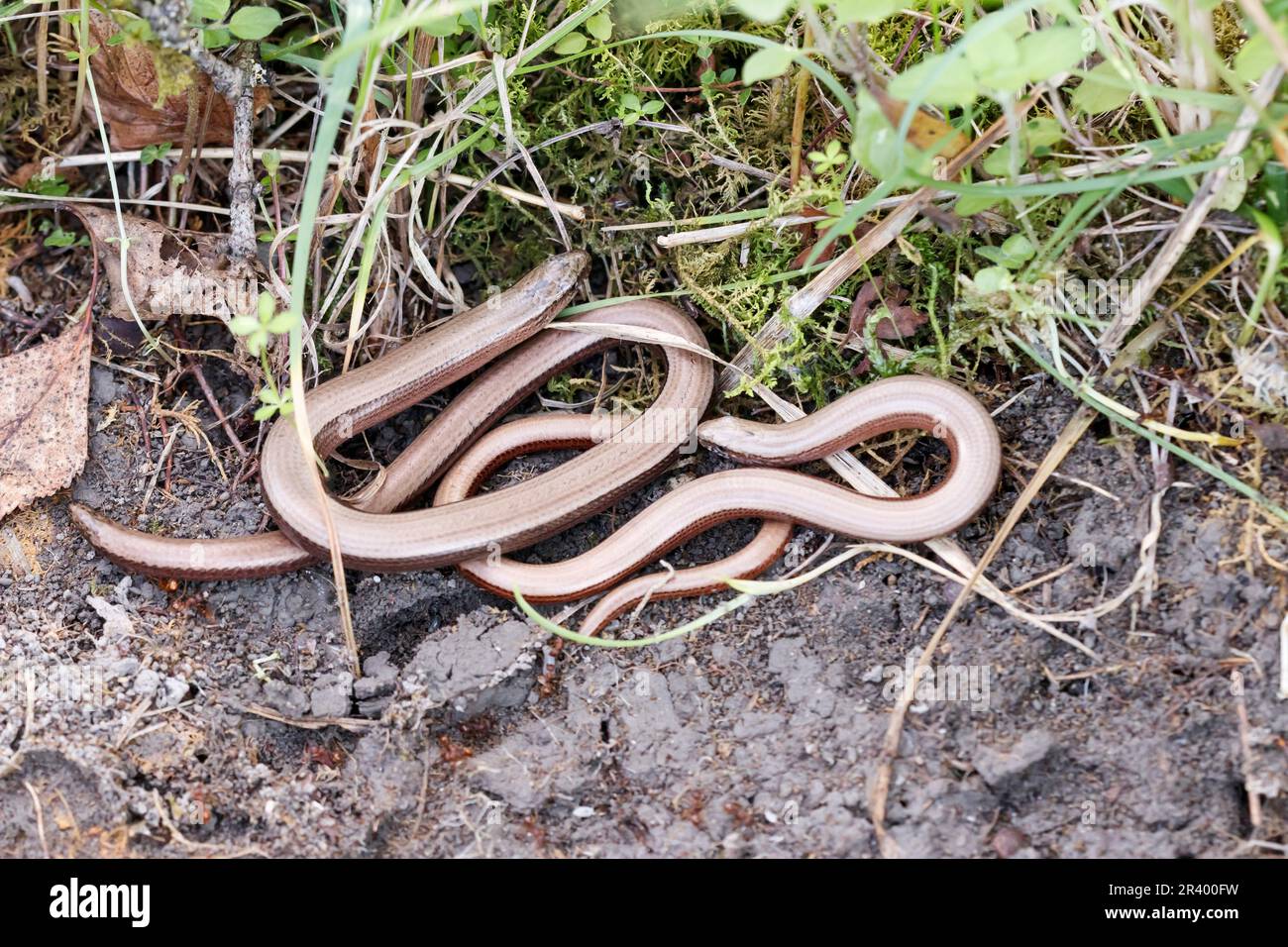Anguis fragilis, known as Blindworm, Blind worm, Slowworm, Slow worm ...