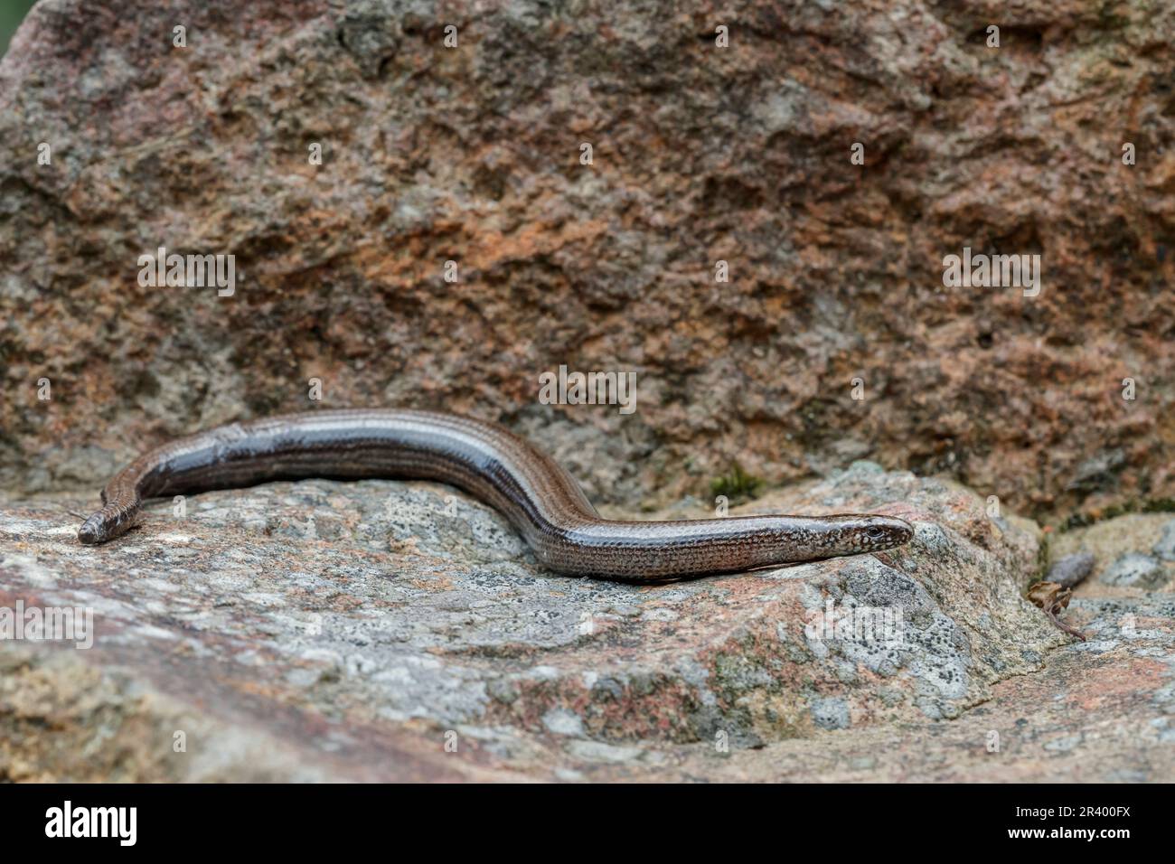 Anguis fragilis, known as Blindworm, Blind worm, Slowworm, Slow worm ...