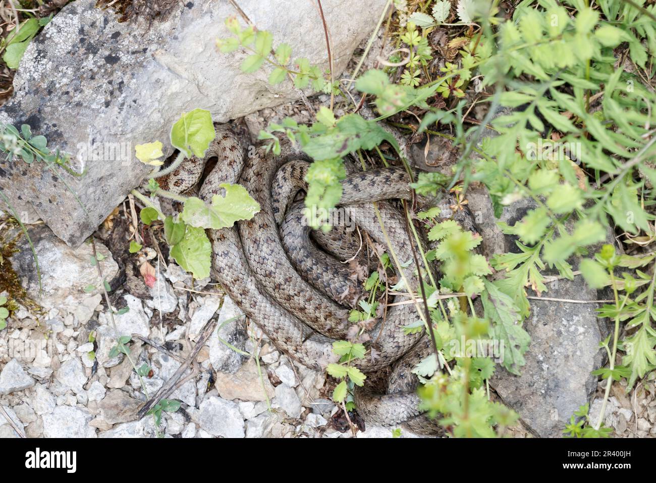 Coronella austriaca, known as the Smooth snake from Germany Stock Photo ...