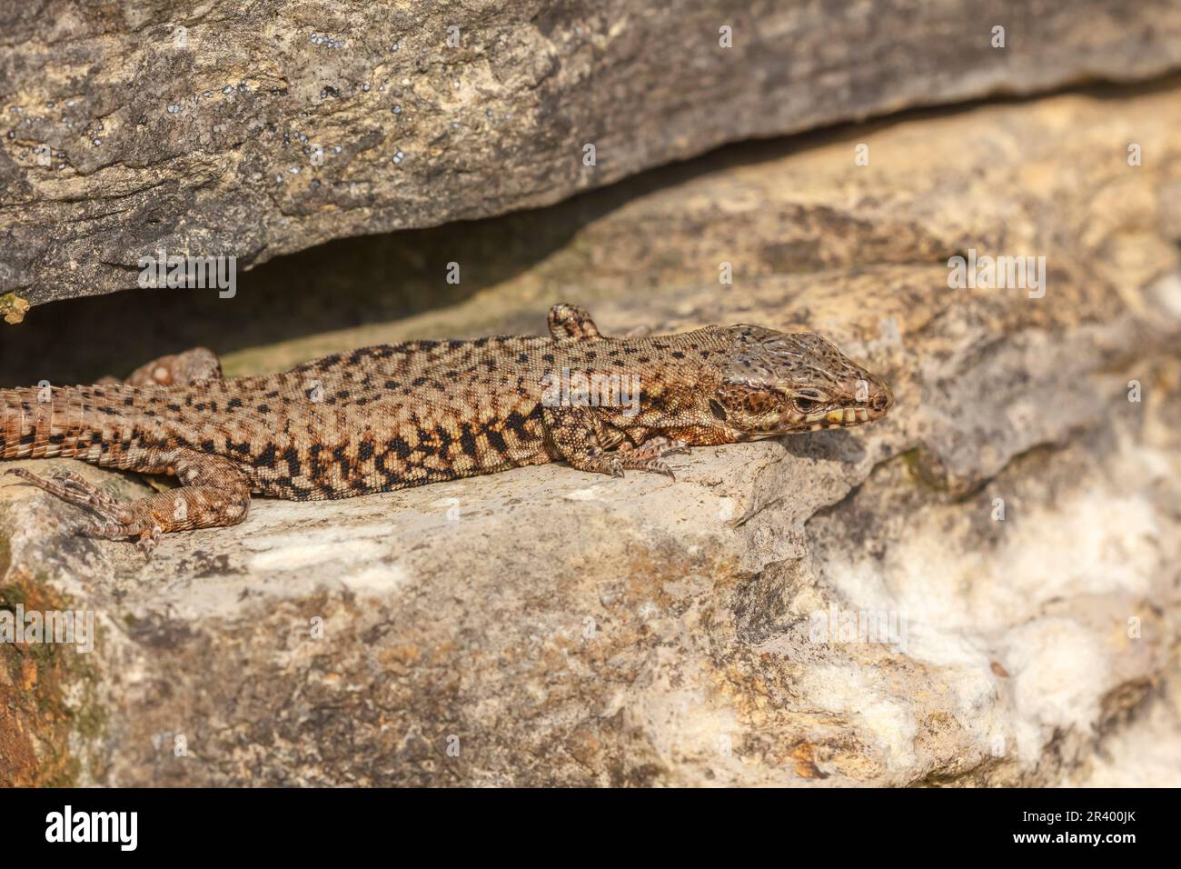 Podarcis muralis brongniardii, known as the Common wall lizard ...
