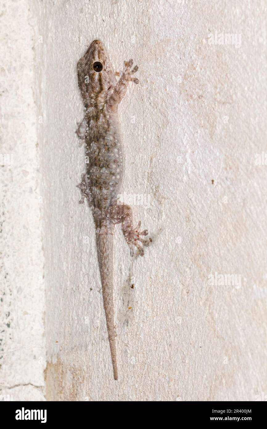 Tarentola mauritanica, known as Moorish gecko, European common gecko ...
