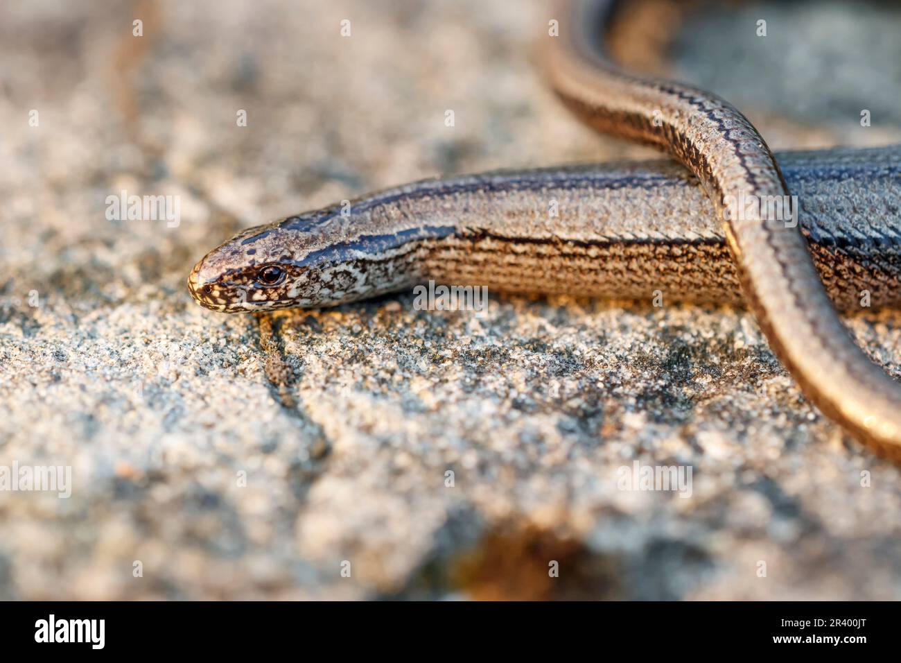 Anguis fragilis, known as Blindworm, Blind worm, Slowworm, Slow worm ...