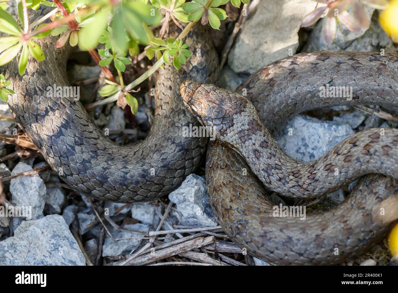 Coronella austriaca, known as the Smooth snake from Germany Stock Photo ...