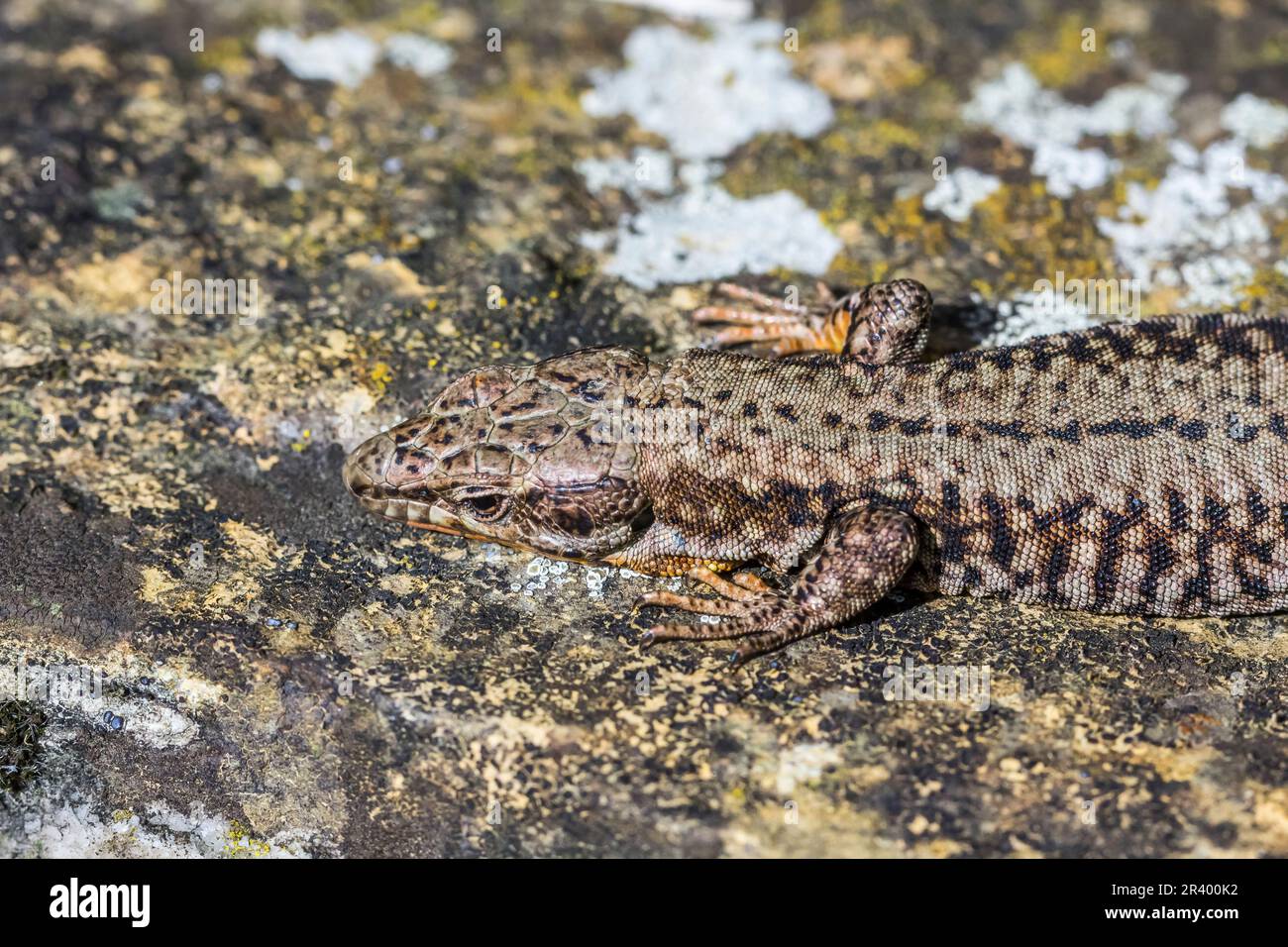 Podarcis muralis brongniardii, known as the Common wall lizard ...