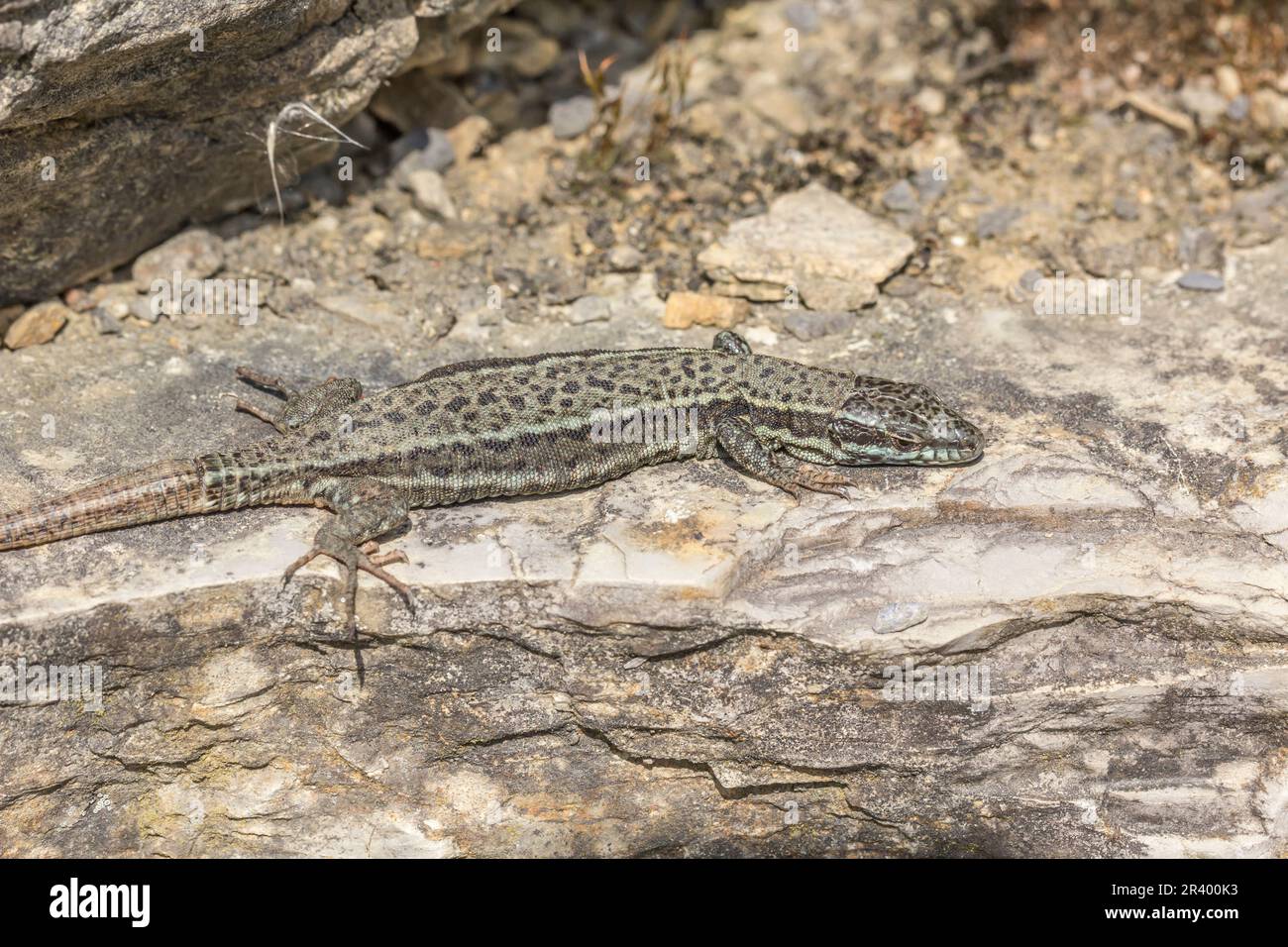 Podarcis muralis brongniardii, known as the Common wall lizard ...