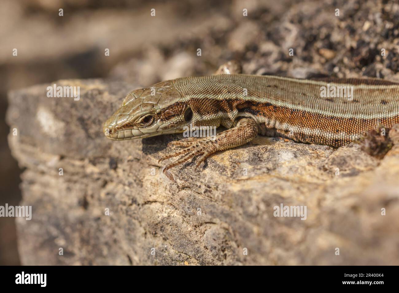 Podarcis muralis brongniardii, known as the Common wall lizard ...
