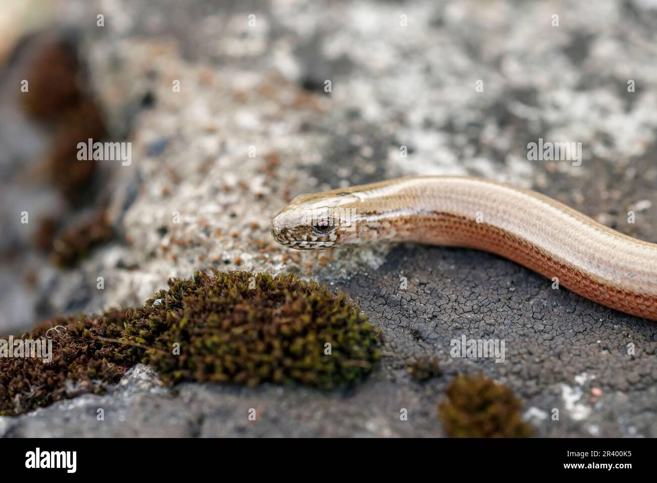 Anguis fragilis, known as Blindworm, Blind worm, Slowworm, Slow worm ...