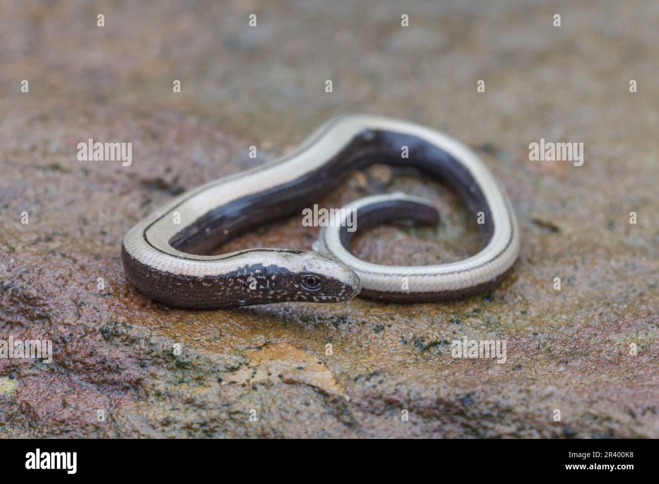 Anguis fragilis, known as Blindworm, Blind worm, Slowworm, Slow worm ...