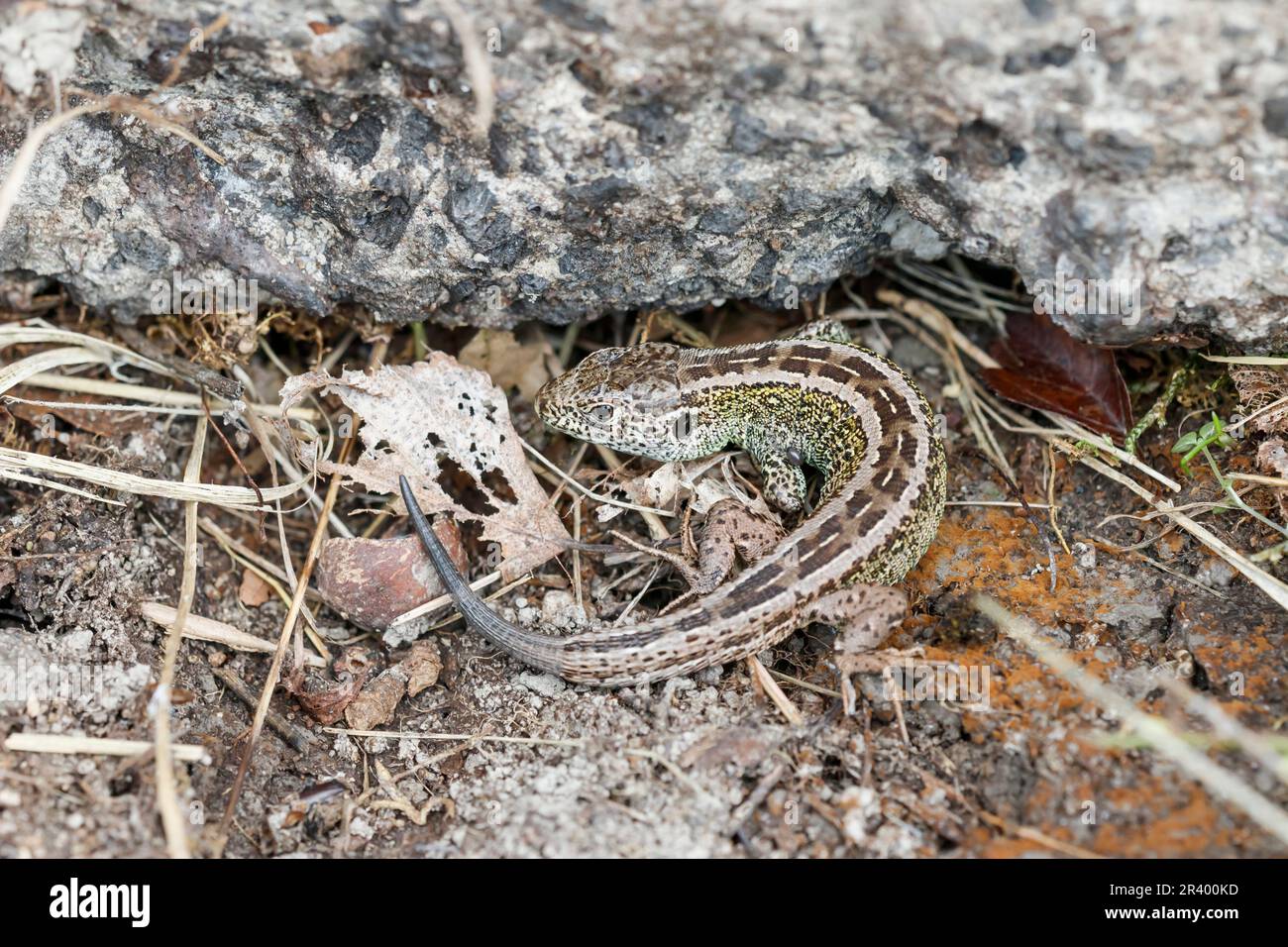 Lacerta agilis, known as Sand lizard from Europe Stock Photo - Alamy