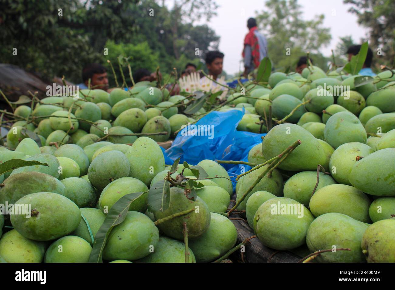 Village Mango Market Stock Photo - Alamy
