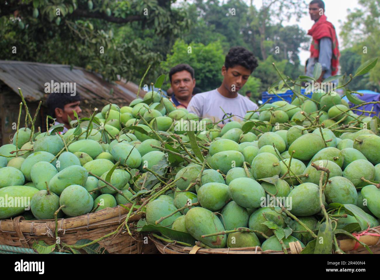 Village Mango Market Stock Photo - Alamy