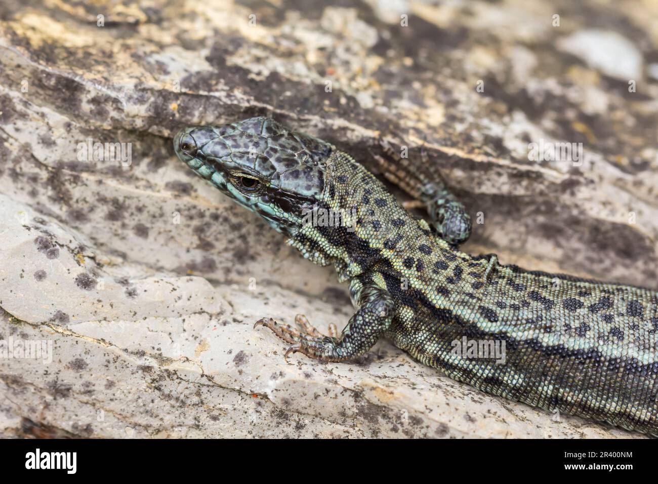 Podarcis muralis brongniardii, known as the Common wall lizard ...