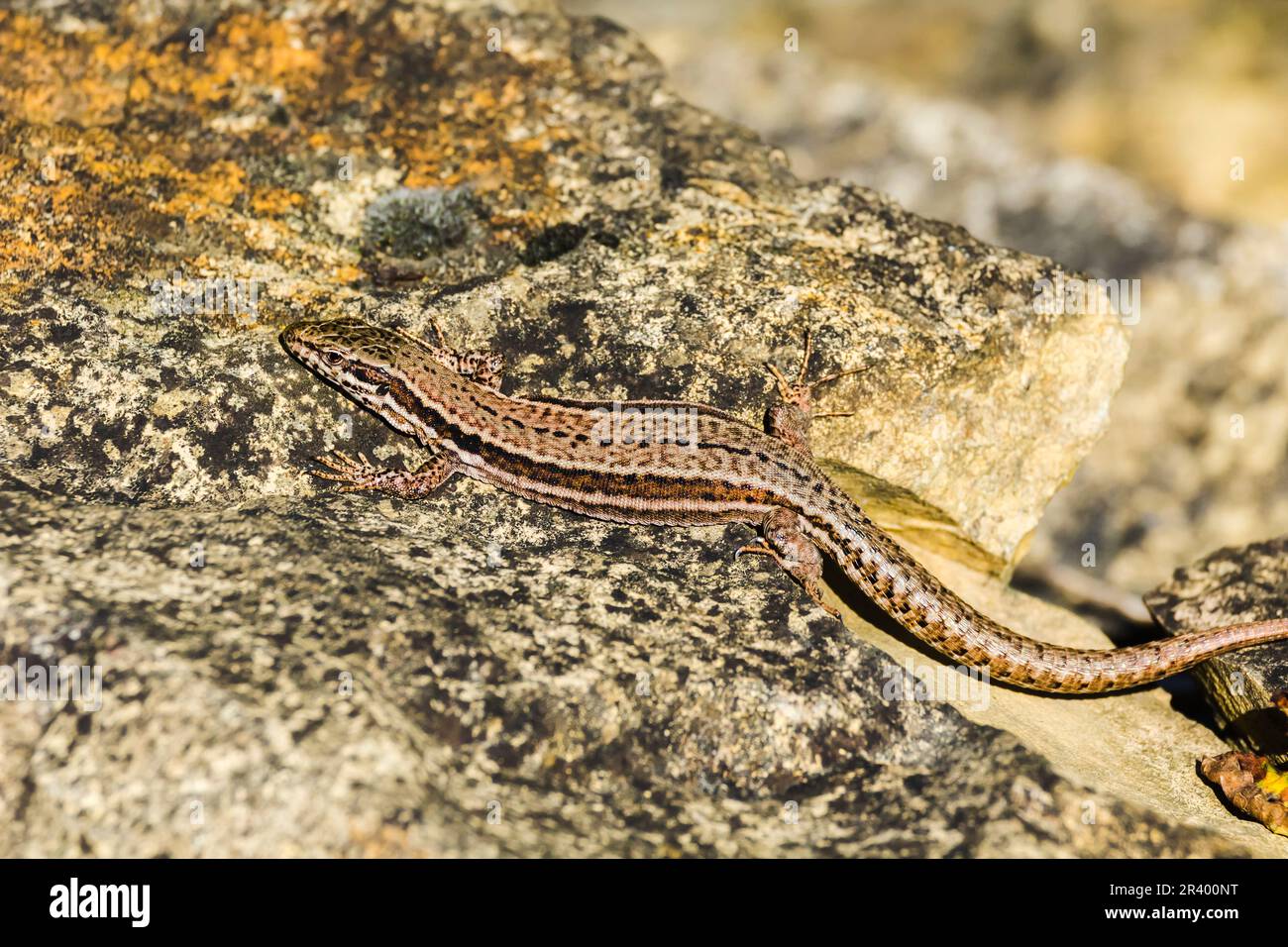 Podarcis muralis brongniardii, known as the Common wall lizard ...