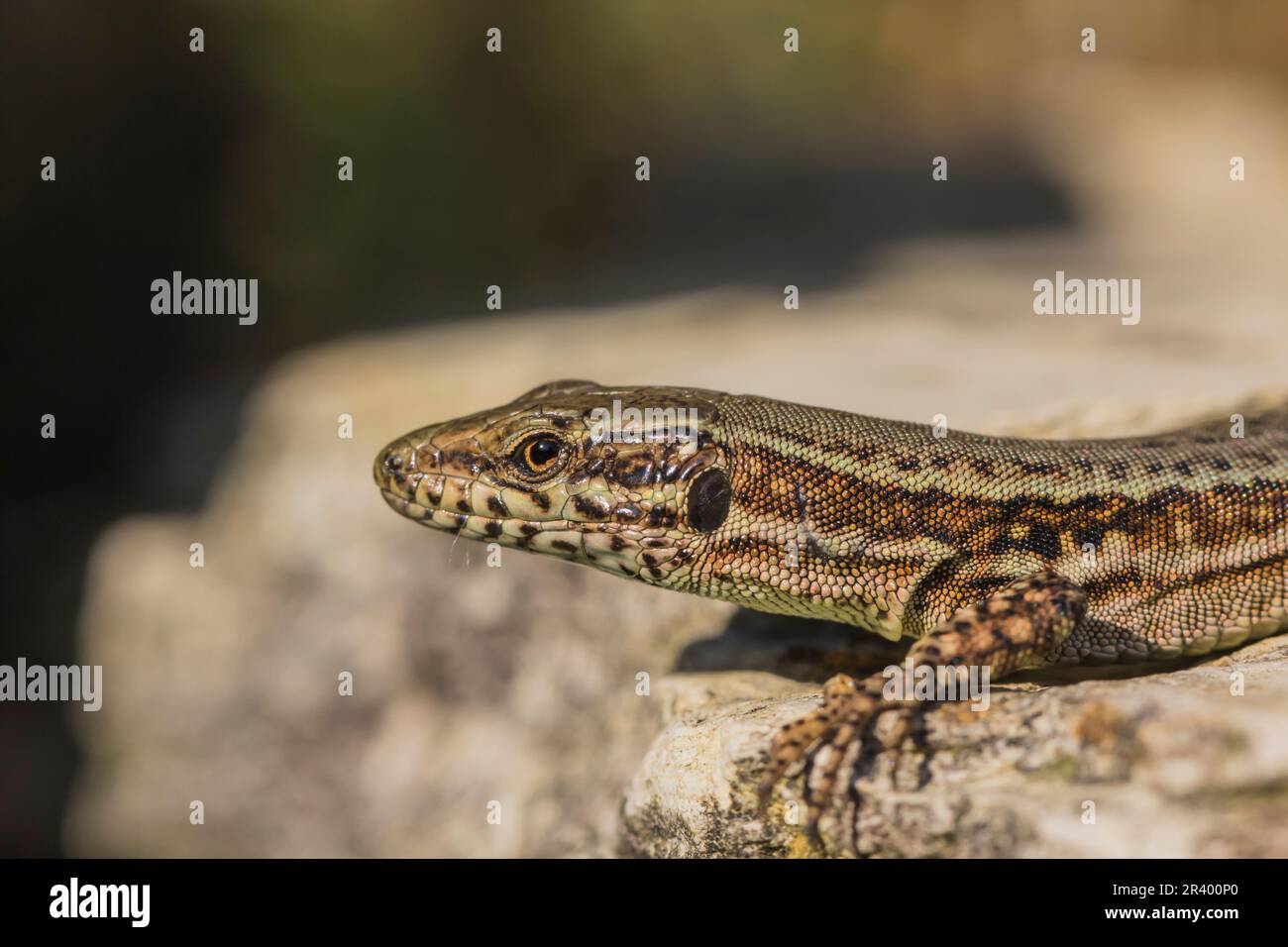 Podarcis muralis brongniardii, known as the Common wall lizard ...