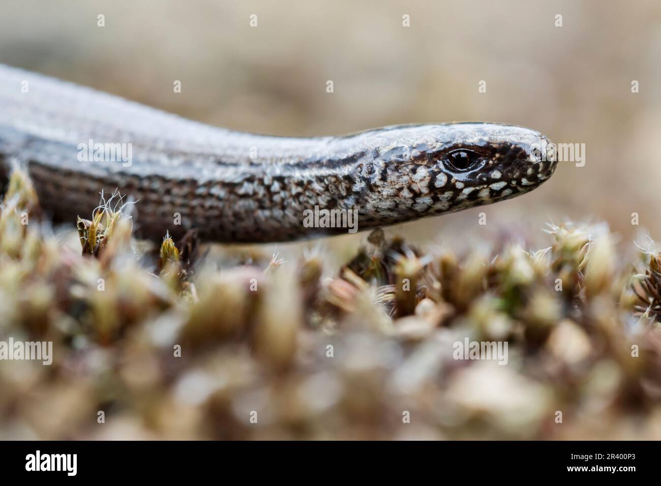 Anguis fragilis, known as Blindworm, Blind worm, Slowworm, Slow worm ...