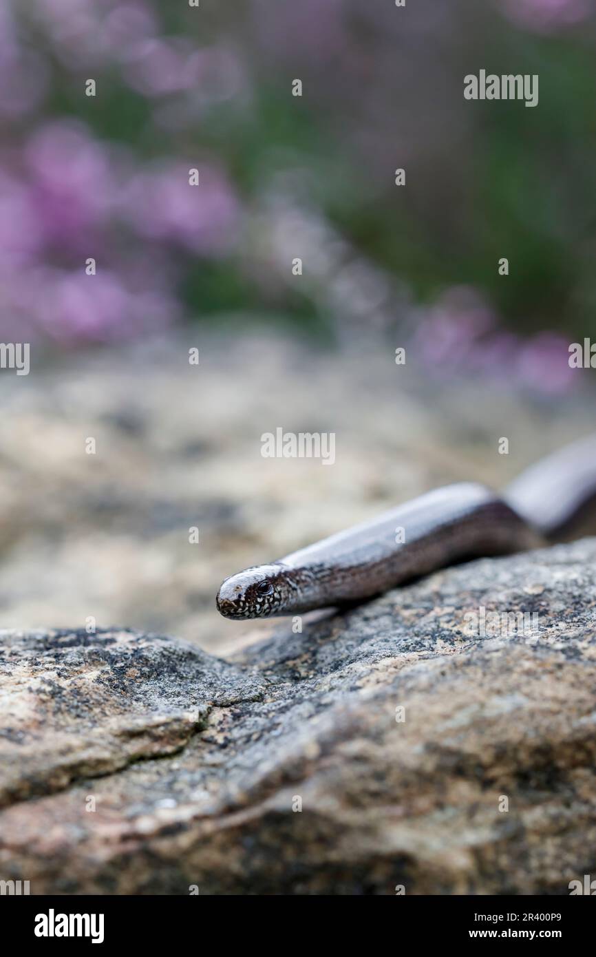 Anguis fragilis, known as Blindworm, Blind worm, Slowworm, Slow worm ...
