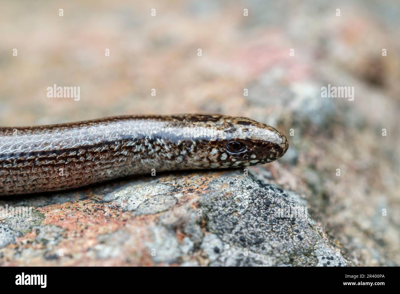 Anguis fragilis, known as Blindworm, Blind worm, Slowworm, Slow worm ...