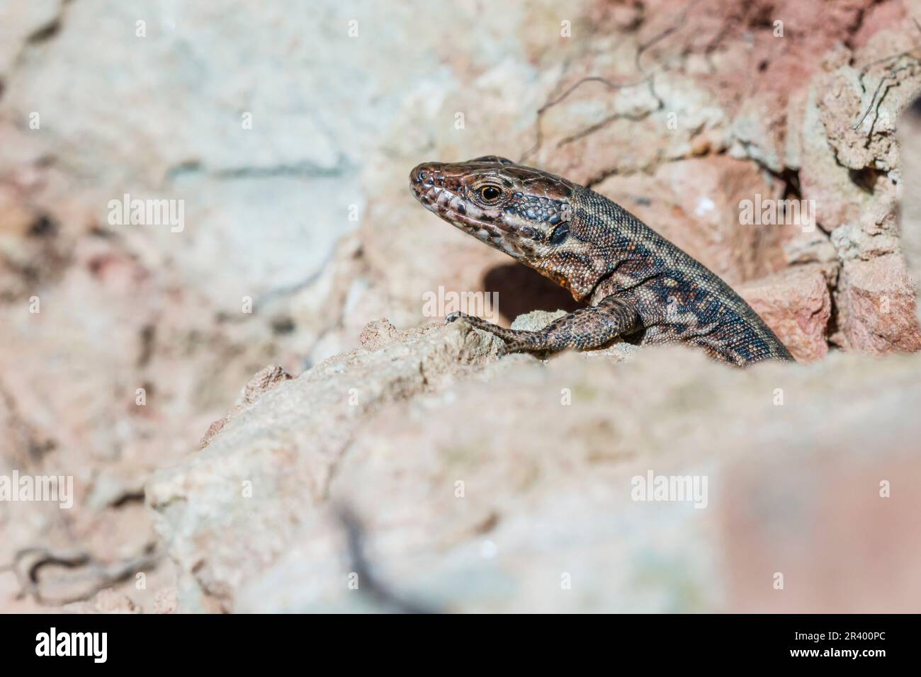 Podarcis muralis maculiventris, known as Common wall lizard, European ...