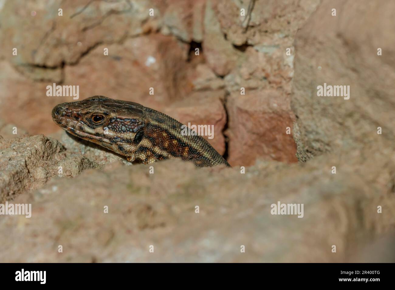 Podarcis muralis maculiventris, known as Common wall lizard, European ...