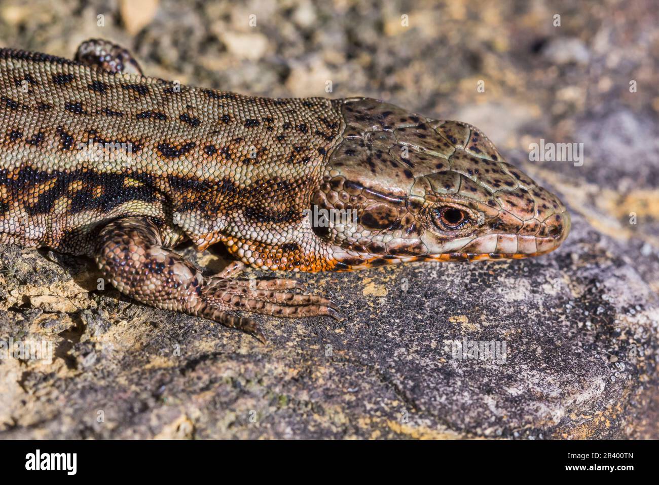 Podarcis muralis brongniardii, known as the Common wall lizard ...