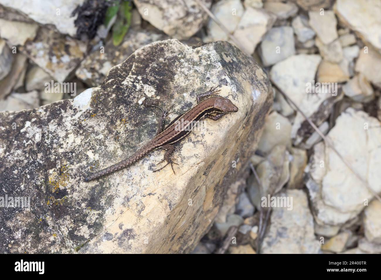 Podarcis muralis brongniardii, known as the Common wall lizard ...