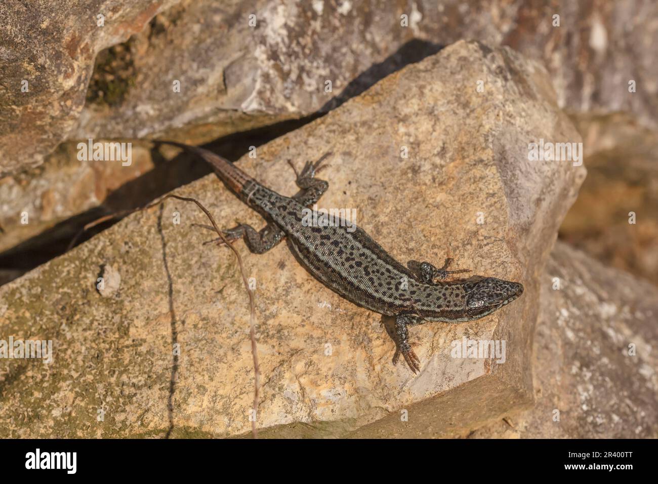 Podarcis muralis brongniardii, known as the Common wall lizard ...