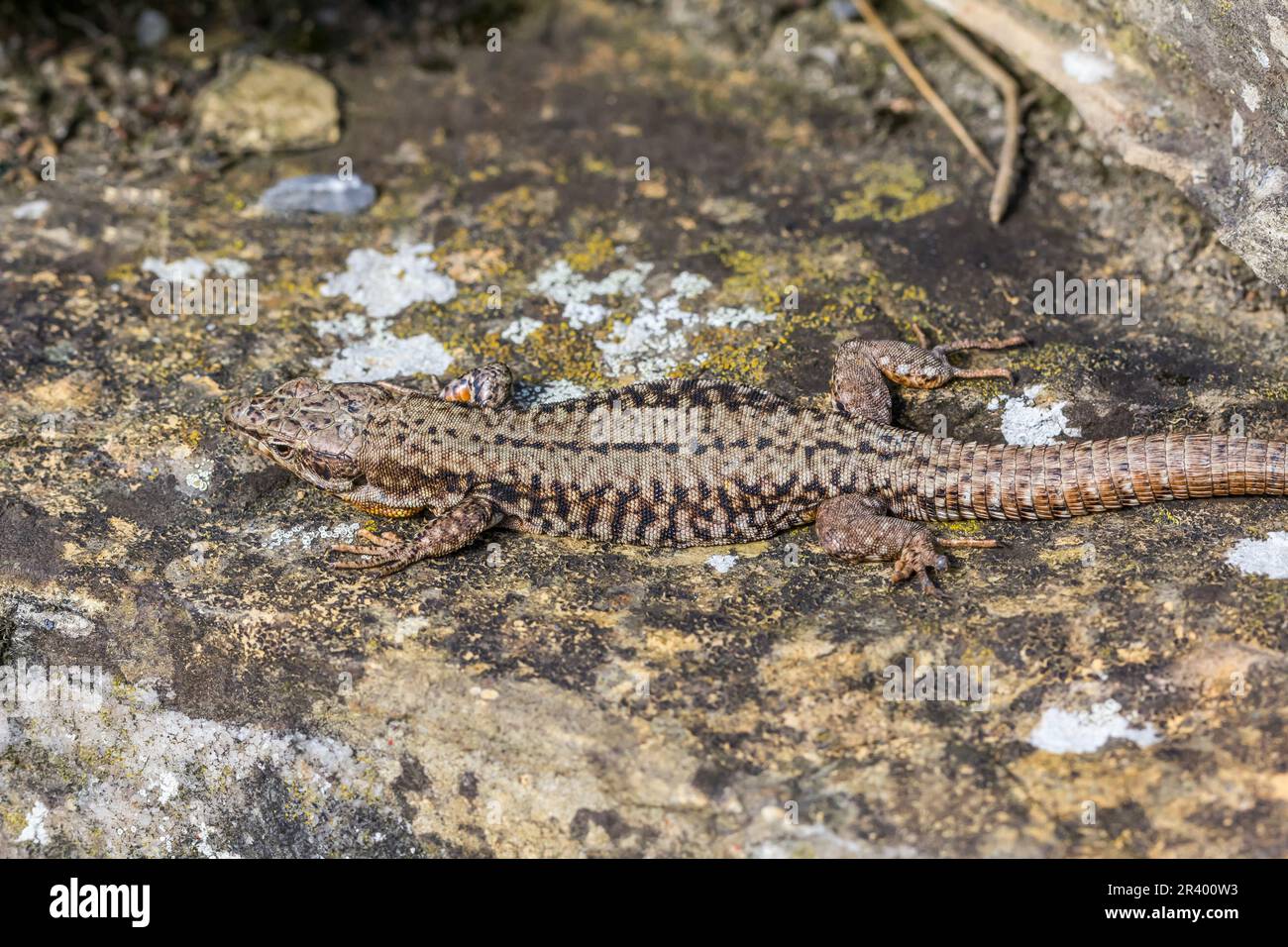 Podarcis muralis brongniardii, known as the Common wall lizard ...