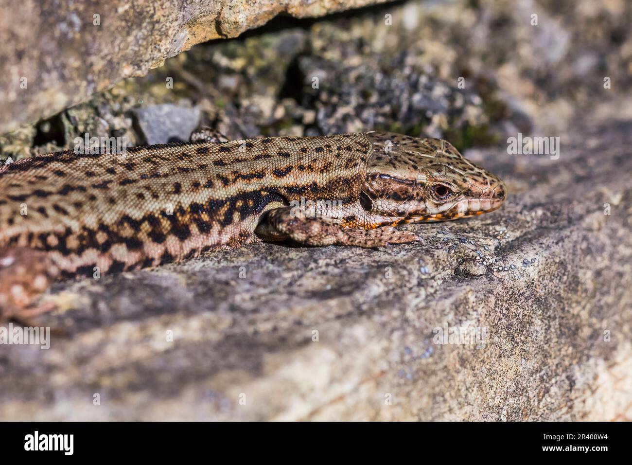 Podarcis muralis brongniardii, known as the Common wall lizard ...
