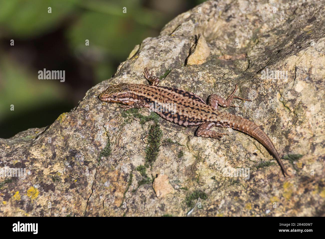 Podarcis muralis brongniardii, known as the Common wall lizard ...